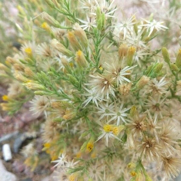 Iphiona Scabra Plant Care & How to Grow, Water