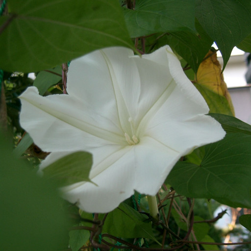 Moonflower (Ipomoea Alba) Plant Care & How to Grow, Water