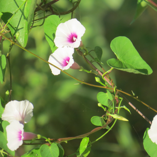 Redcenter Morning-glory (Ipomoea Amnicola) Plant Care & How to Grow, Water