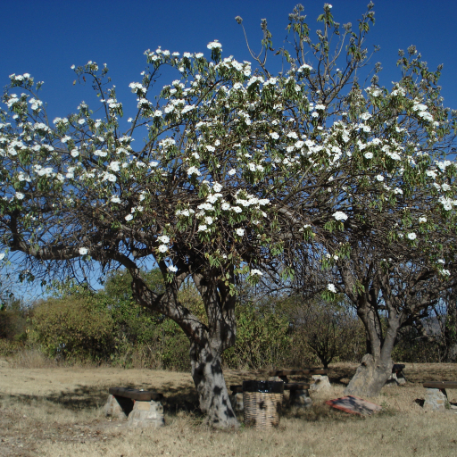 Tree Morning Glory (Ipomoea Arborescens) Plant Care & How to Grow, Water