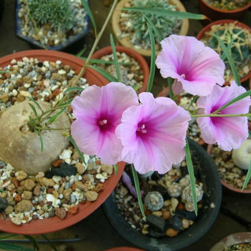 Sweet Potato (Ipomoea Bolusiana) Plant Care & How to Grow, Water