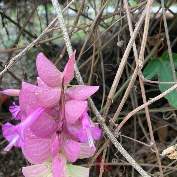 Ipomoea Bracteata Plant Care & How to Grow, Water