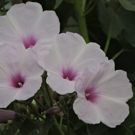 Morning-Glory (Ipomoea Carnea) Plant Care & How to Grow, Water
