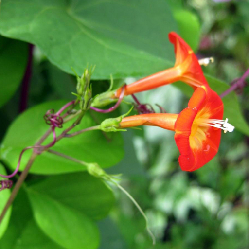 Red Morning-Glory (Ipomoea Coccinea) Plant Care & How to Grow, Water