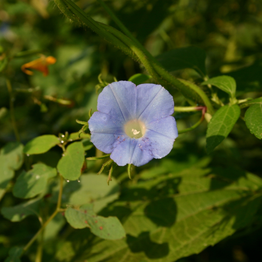 Ivyleaf Morning-glory (Ipomoea Hederacea) Plant Care & How to Grow, Water