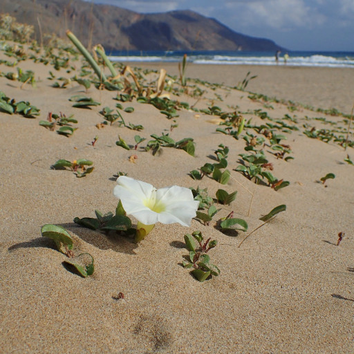 Fiddle-Leaf Morning-Glory (Ipomoea Imperati) Plant Care & How to Grow ...
