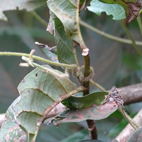 Ipomoea Kituiensis Plant Care & How to Grow, Water