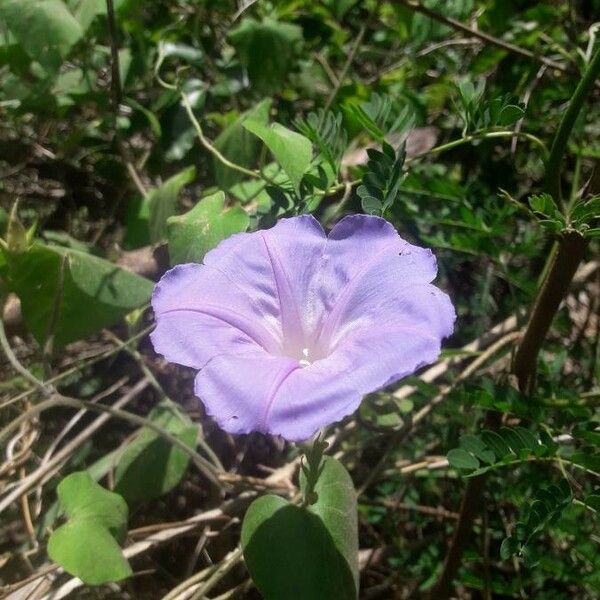 Lindheimer's Morning Glory (Ipomoea Lindheimeri) Plant Care & How to ...