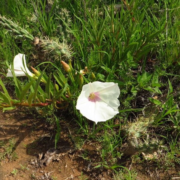 Pinkthroat Morning Glory (Ipomoea Longifolia) Plant Care & How to Grow ...
