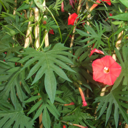 Cardinal Climber (Ipomoea × Multifida) Plant Care & How to Grow, Water