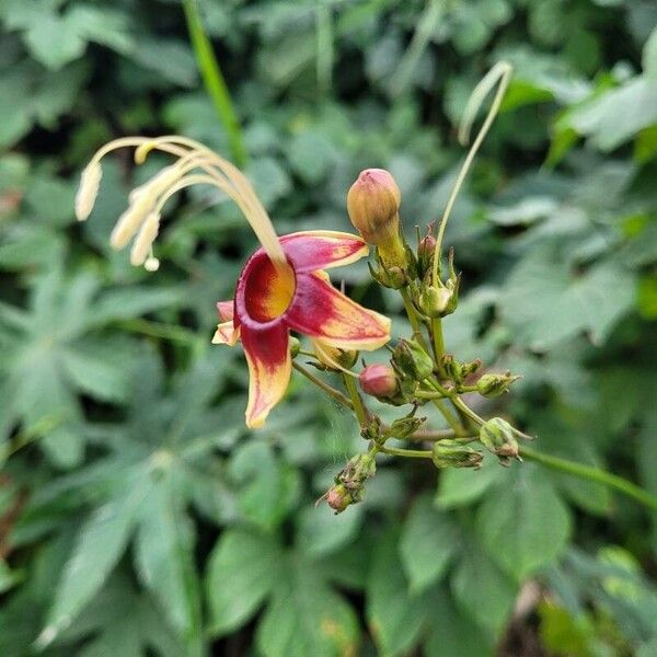 Ipomoea Neei Plant Care & How to Grow, Water