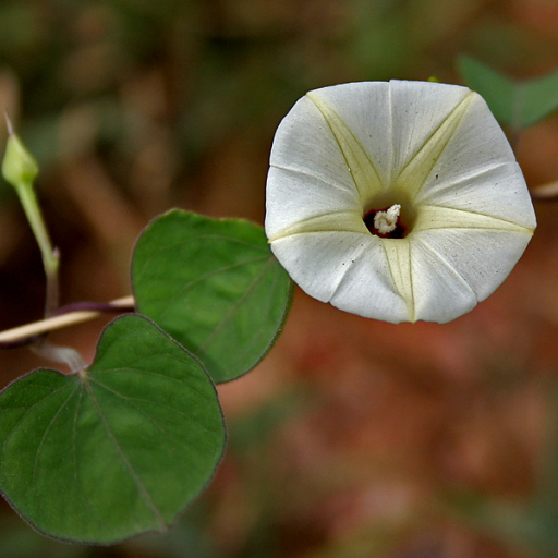 Obscure Morning Glory (Ipomoea Obscura) Plant Care & How to Grow, Water