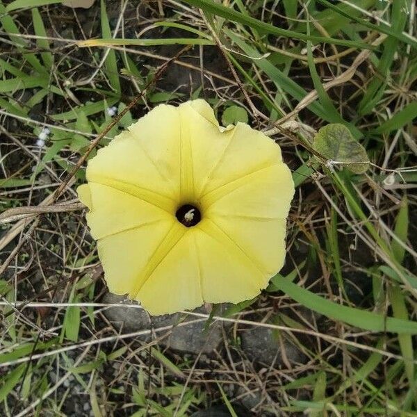 Fence Morning-Glory (Ipomoea Ochracea) Plant Care & How to Grow, Water