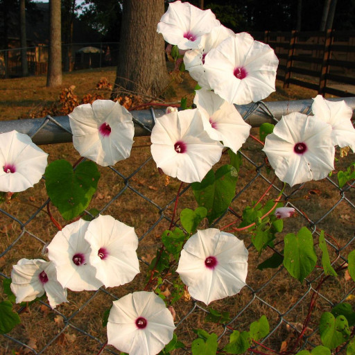 Wild Potato Vine (Ipomoea Pandurata) Plant Care & How to Grow, Water