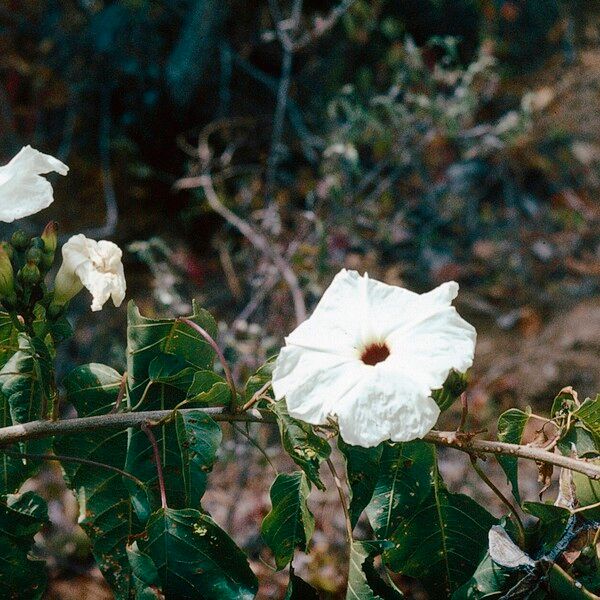 Tree Morningglory (Ipomoea Pauciflora) Plant Care & How to Grow, Water