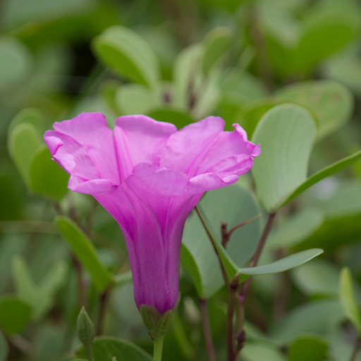 Railroadvine (Ipomoea Pes-caprae) Plant Care & How to Grow, Water