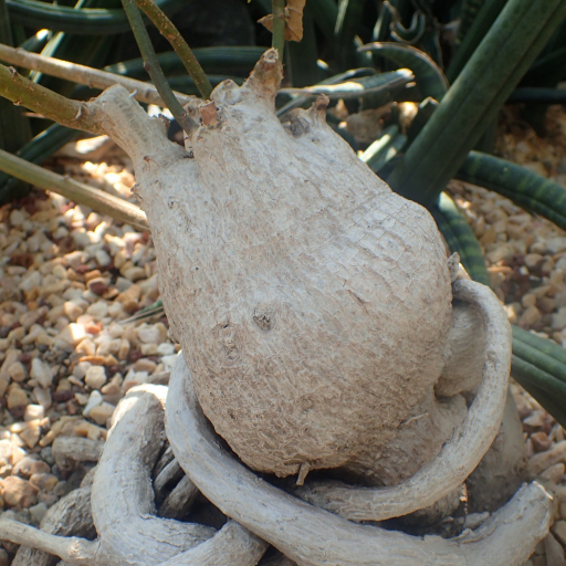 Ipomoea Platensis Plant Care & How to Grow, Water