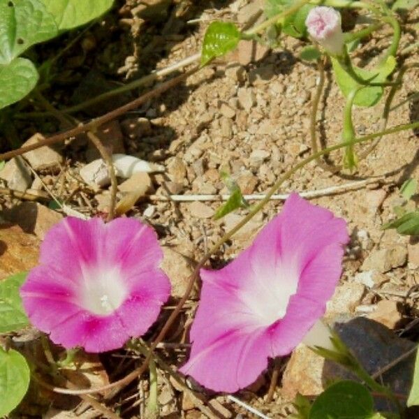 Huachuca Mountain Morning Glory (Ipomoea Plummerae) Plant Care & How to ...