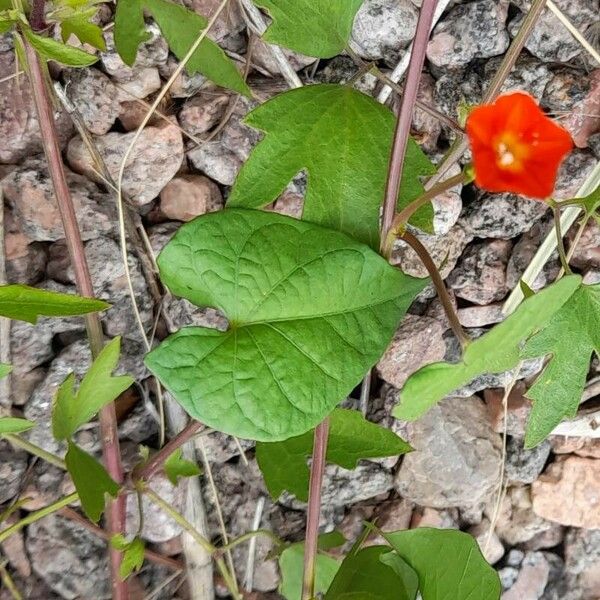 Red Morning Glory (Ipomoea Rubriflora) Plant Care & How to Grow, Water
