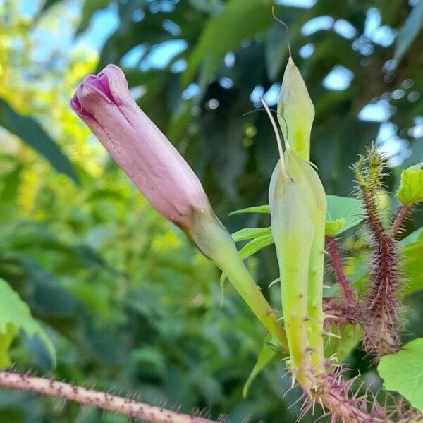Brazilian Morning-Glory (Ipomoea Setosa) Plant Care & How to Grow, Water