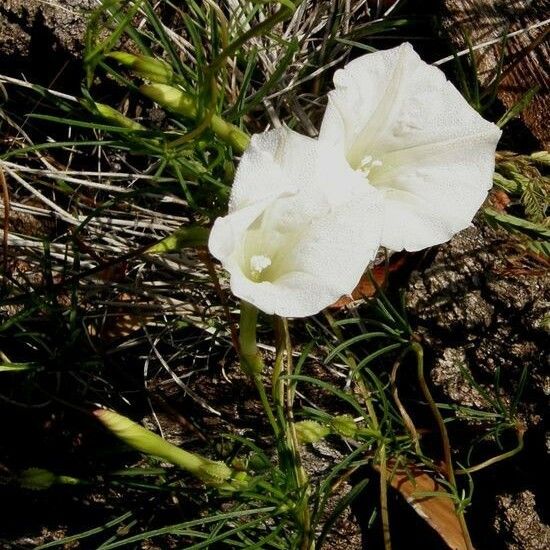Spiderleaf (Ipomoea Tenuiloba) Plant Care & How to Grow, Water