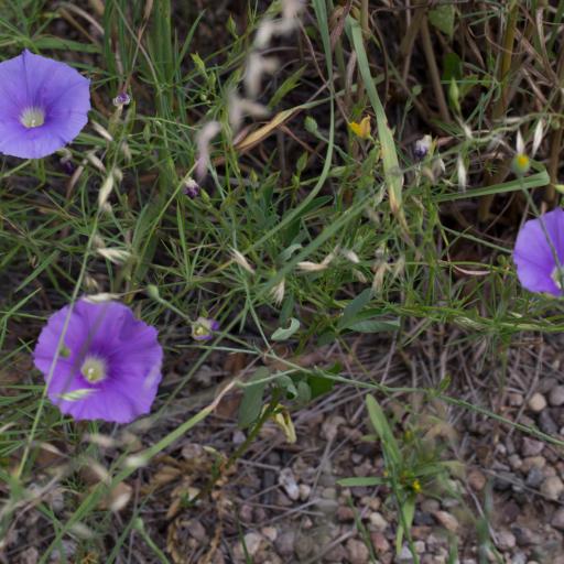 Triple-Leaf Morning Glory (Ipomoea Ternifolia) Plant Care & How to Grow ...
