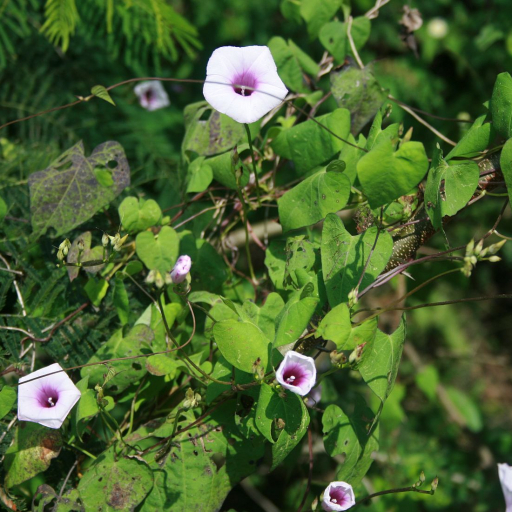 Threefork Morning Glory (Ipomoea Trifida) Plant Care & How to Grow, Water
