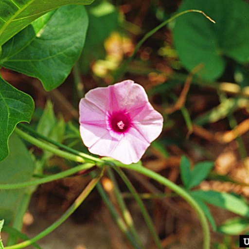Ipomoea Wrightii Plant Care & How to Grow, Water