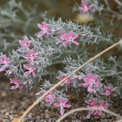 Havard's Ipomopsis (Ipomopsis Havardii) Plant Care & How to Grow, Water