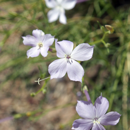 Flaxflower Skyrocket (Ipomopsis Longiflora) Plant Care & How to Grow, Water