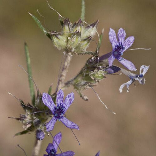 Manyflowered Ipomopsis (Ipomopsis Multiflora) Plant Care & How to Grow ...