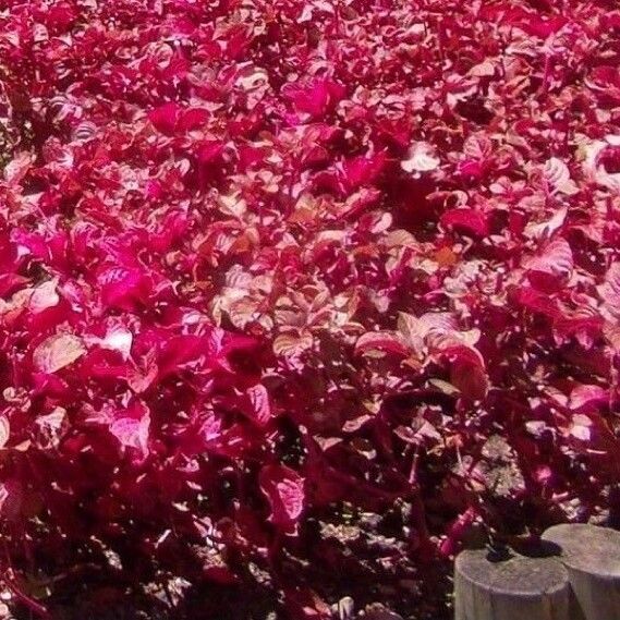 Iresine Lindenii Plant Care & How to Grow, Water