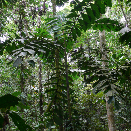 Bombona Palm (Iriartea Deltoidea) Plant Care & How to Grow, Water