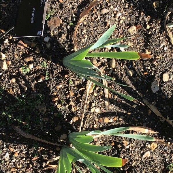 Iris Alberti Care Guide: Water, Soil & Propagation - Plantiary
