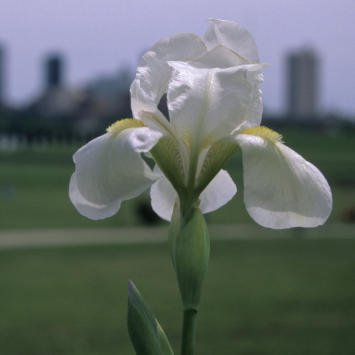White Flag Iris (Iris Albicans) Care Guide: Water, Soil & Propagation ...