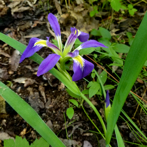 Short-Stem Iris (Iris Brevicaulis) Plant Care & How to Grow, Water