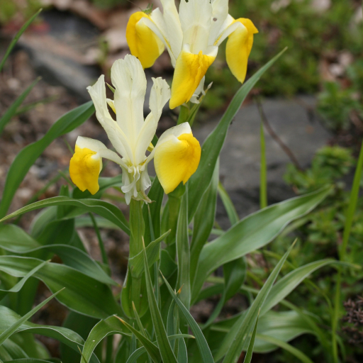 Juno Iris (Iris Bucharica) Plant Care & How to Grow, Water