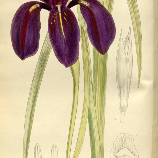 Black Iris (Iris Chrysographes) Plant Care & How to Grow, Water