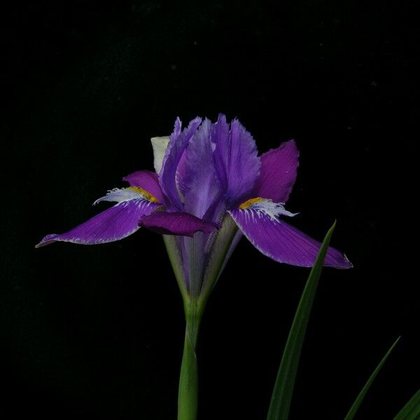 Nepal Iris (Iris Decora) Plant Care & How to Grow, Water