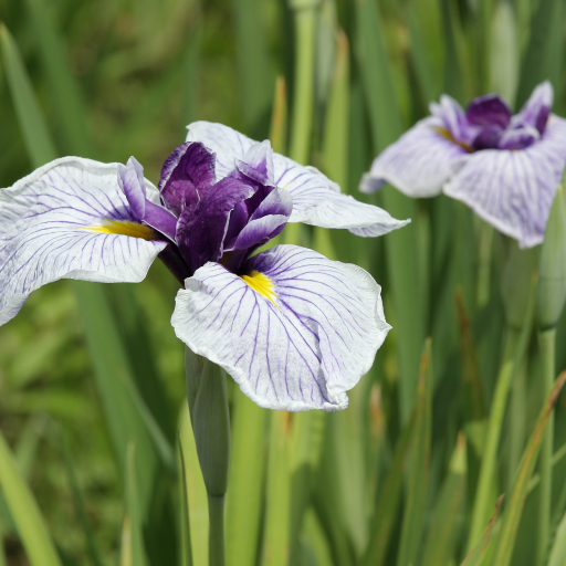 Japanese Iris (Iris Ensata) Plant Care & How to Grow, Water