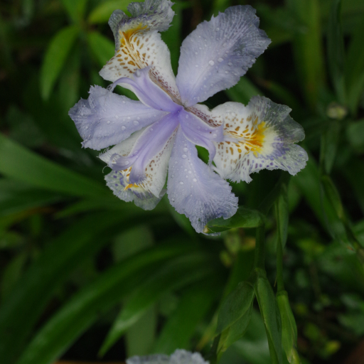 Taiwan Iris (Iris Formosana) Plant Care & How to Grow, Water