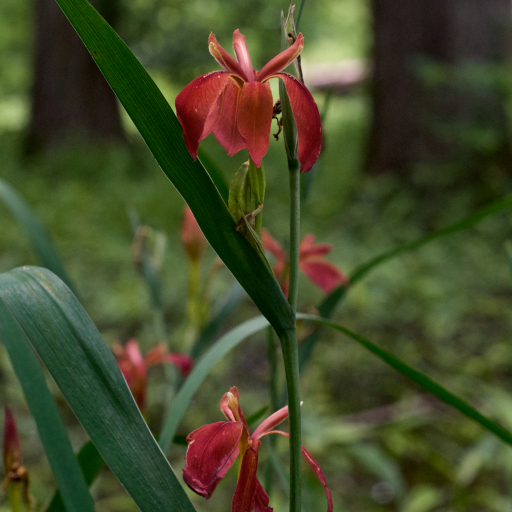 Copper Iris (Iris Fulva) Plant Care & How to Grow, Water