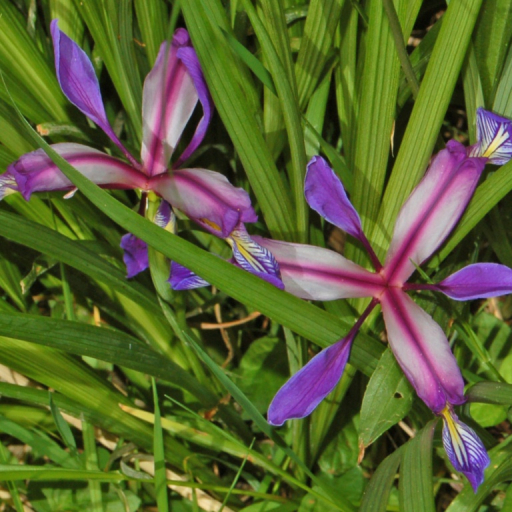 Grass Iris (Iris Graminea) Plant Care & How to Grow, Water