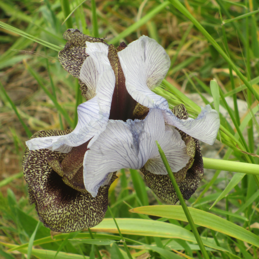 Golan Iris (Iris Hermona) Plant Care & How to Grow, Water