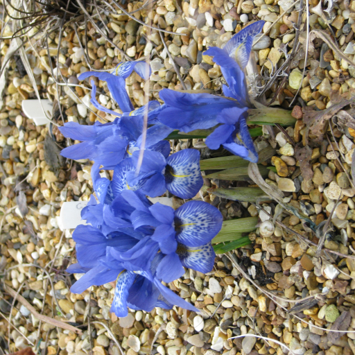 Iris Histrioides Plant Care & How to Grow, Water