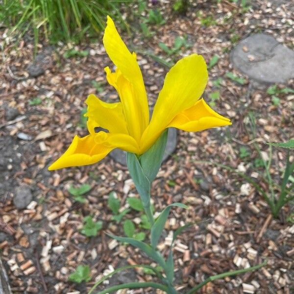 Dutch Iris (Iris × Hollandica) Care Guide: Water, Soil & Propagation ...