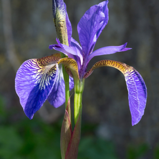 Iris Hybrida Plant Care & How to Grow, Water