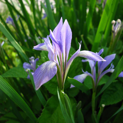 White-Flower Chinese Iris (Iris Lactea) Plant Care & How to Grow, Water