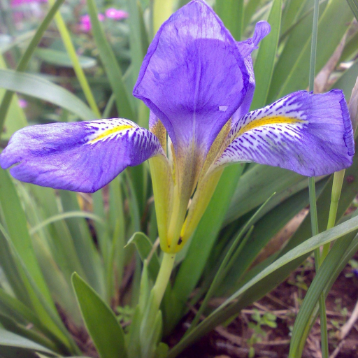 Iris Lazica Care Guide: Water, Soil & Propagation - Plantiary