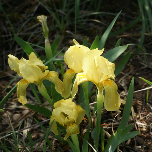 Crimean Iris (Iris Lutescens) Plant Care & How to Grow, Water